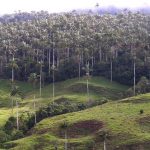 Parques Nacionales del Perú: Top 5 de los que Deberías Visitar Sí o Sí